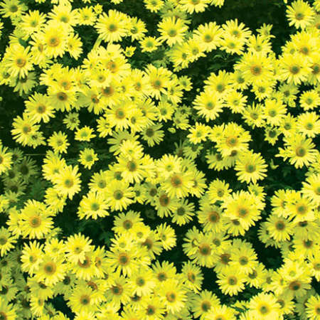 ALBAJA JAUNE - Chrysanthèmes Bernard