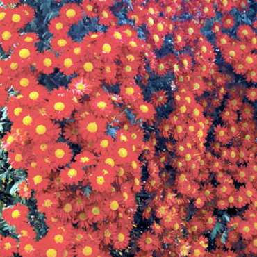 PIETIA ROUGE - Chrysanthèmes Bernard
