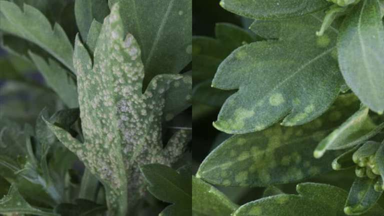 Rouille blanche - Chrysanthèmes Bernard
